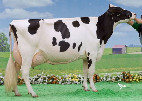 Razza Frisona in mostra a Carmagnola (TO) - Zootecnia - AgroNotizie