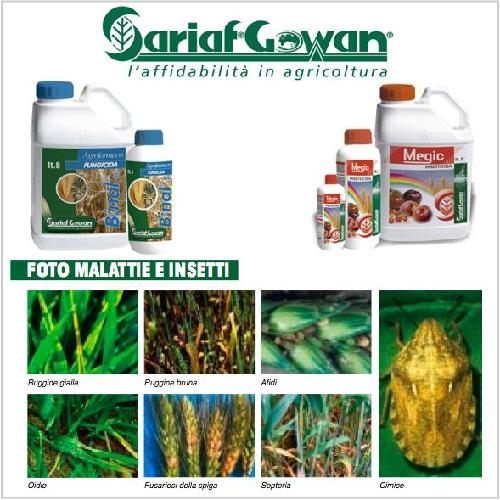 Binal Cb e Megic, la strategia vincente per una qualità superiore ...