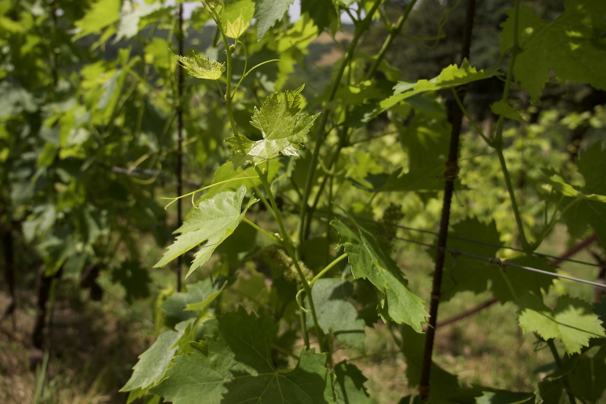 EVENTO - Vigna & Olivo 2026: focus sulla vite - Agronomia - AgroNotizie