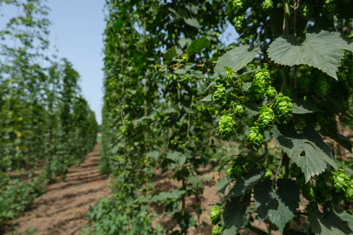 Carota e mosto d'uva per fare la birra - Economia e politica - AgroNotizie