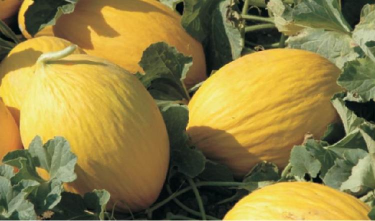 Convegno nazionale sul Melone giallo - Difesa e diserbo - AgroNotizie