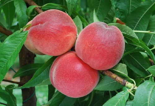 Pesche precoci e medie: incontro tecnico - Difesa e diserbo - AgroNotizie