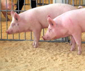 Meno suini nella Ue - Zootecnia - AgroNotizie